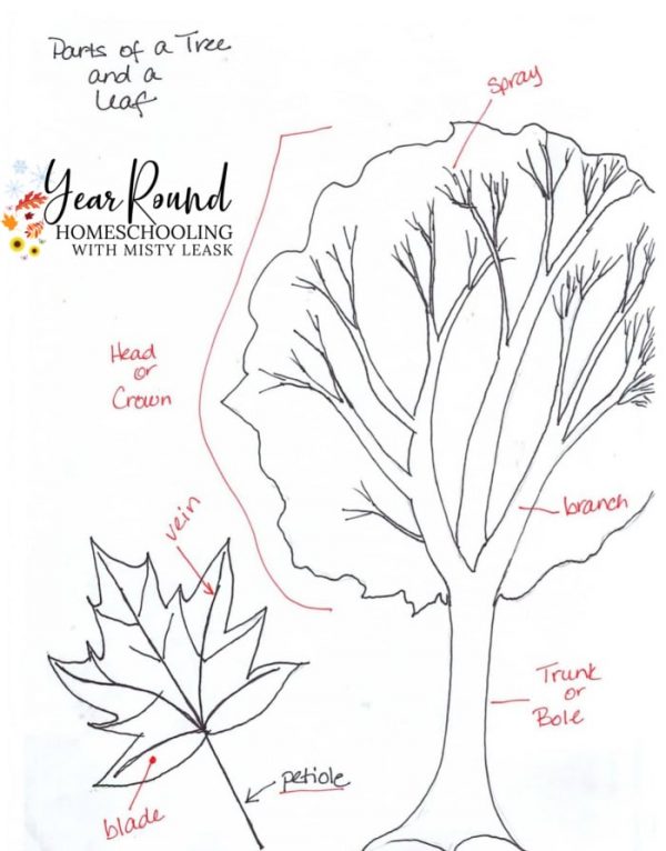 Nature Study: Fall is the Time for Trees! - Year Round Homeschooling