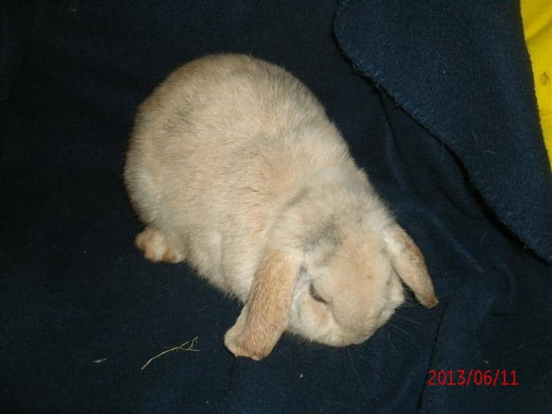 4 Things to Consider When Choosing a Rabbit as a Pet - Year Round ...