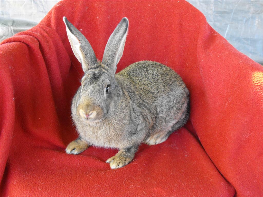 4 Things to Consider When Choosing a Rabbit as a Pet - Year Round ...