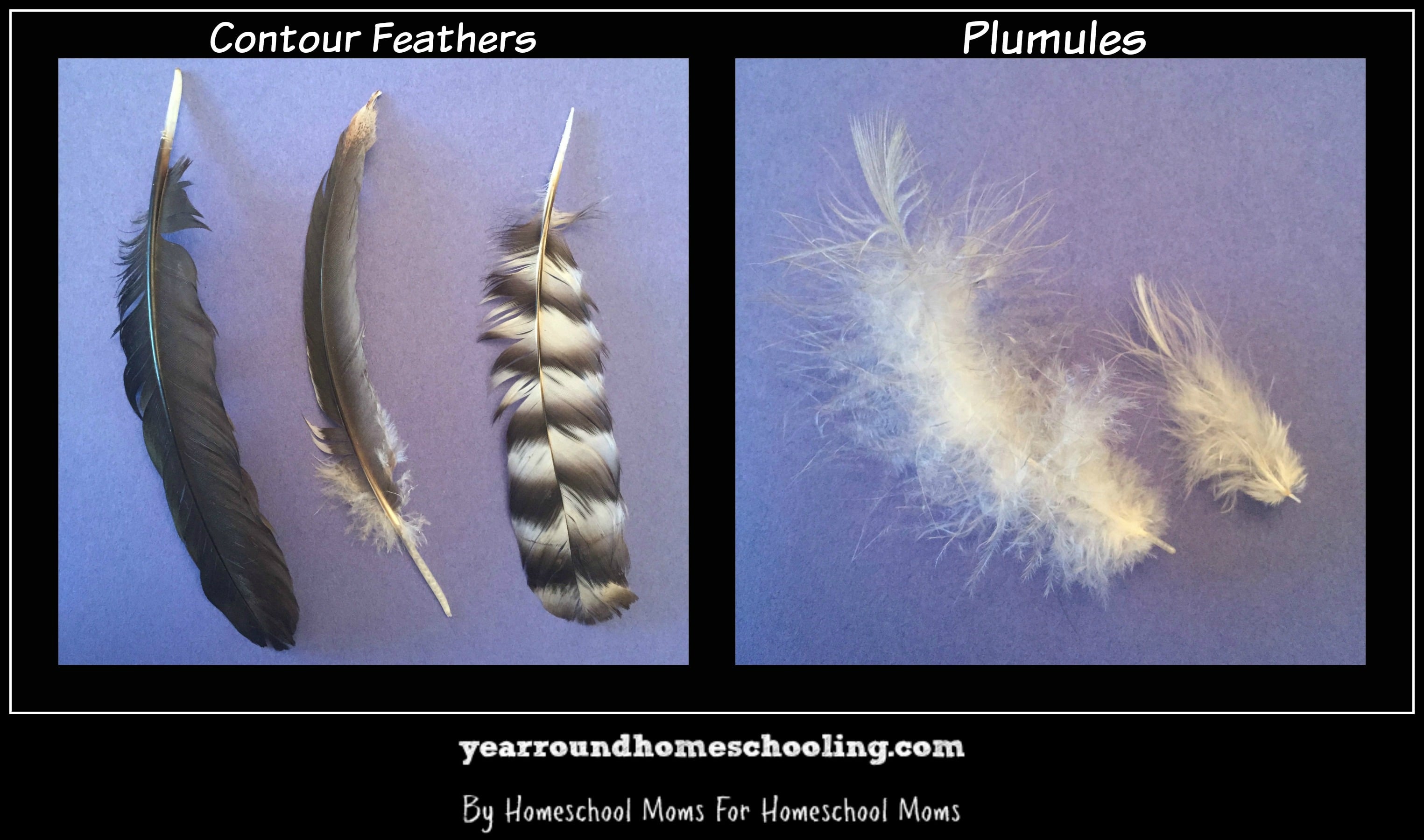 Quills and Plumules - Year Round Homeschooling