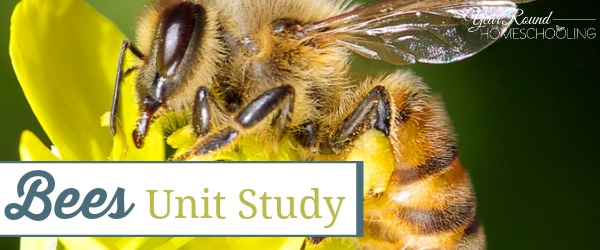 Bees Unit Study - Year Round Homeschooling