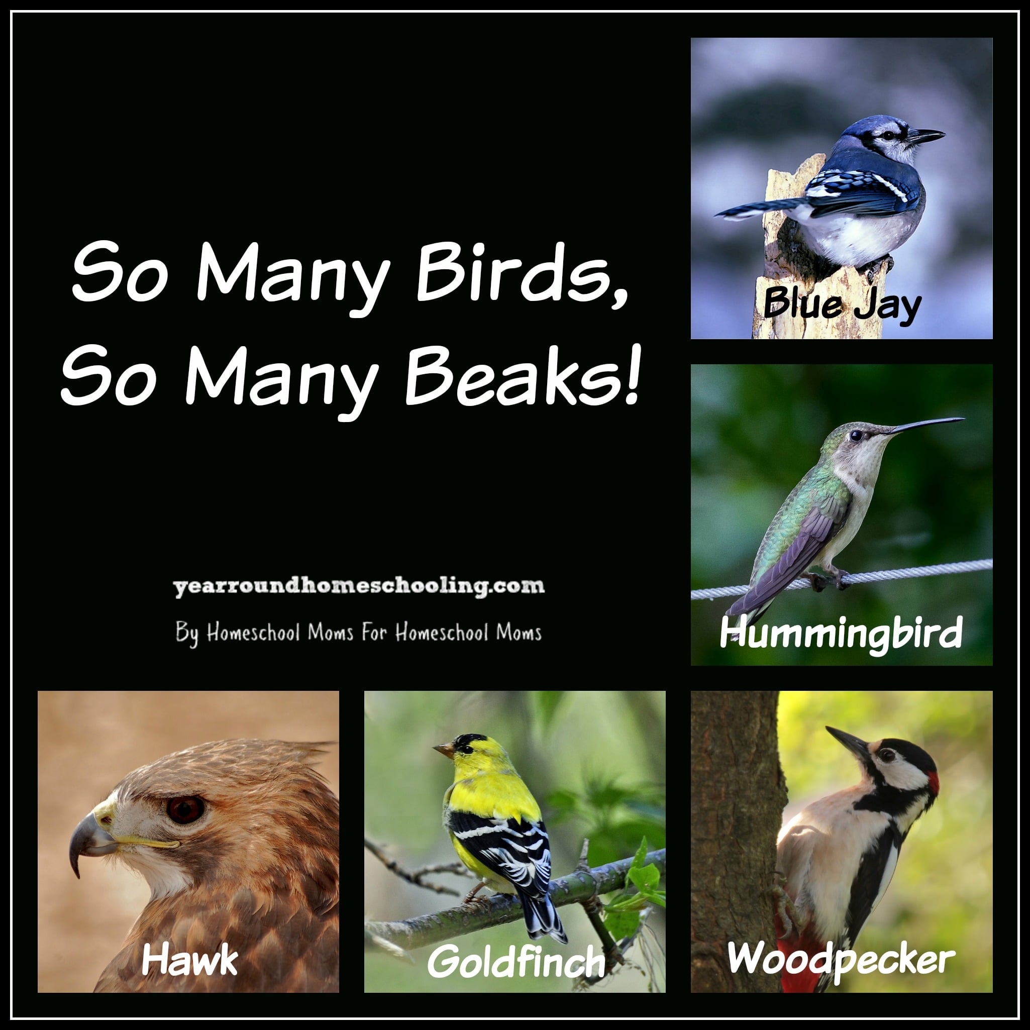 Learning About Birds, Part 3: Beaks - Year Round Homeschooling