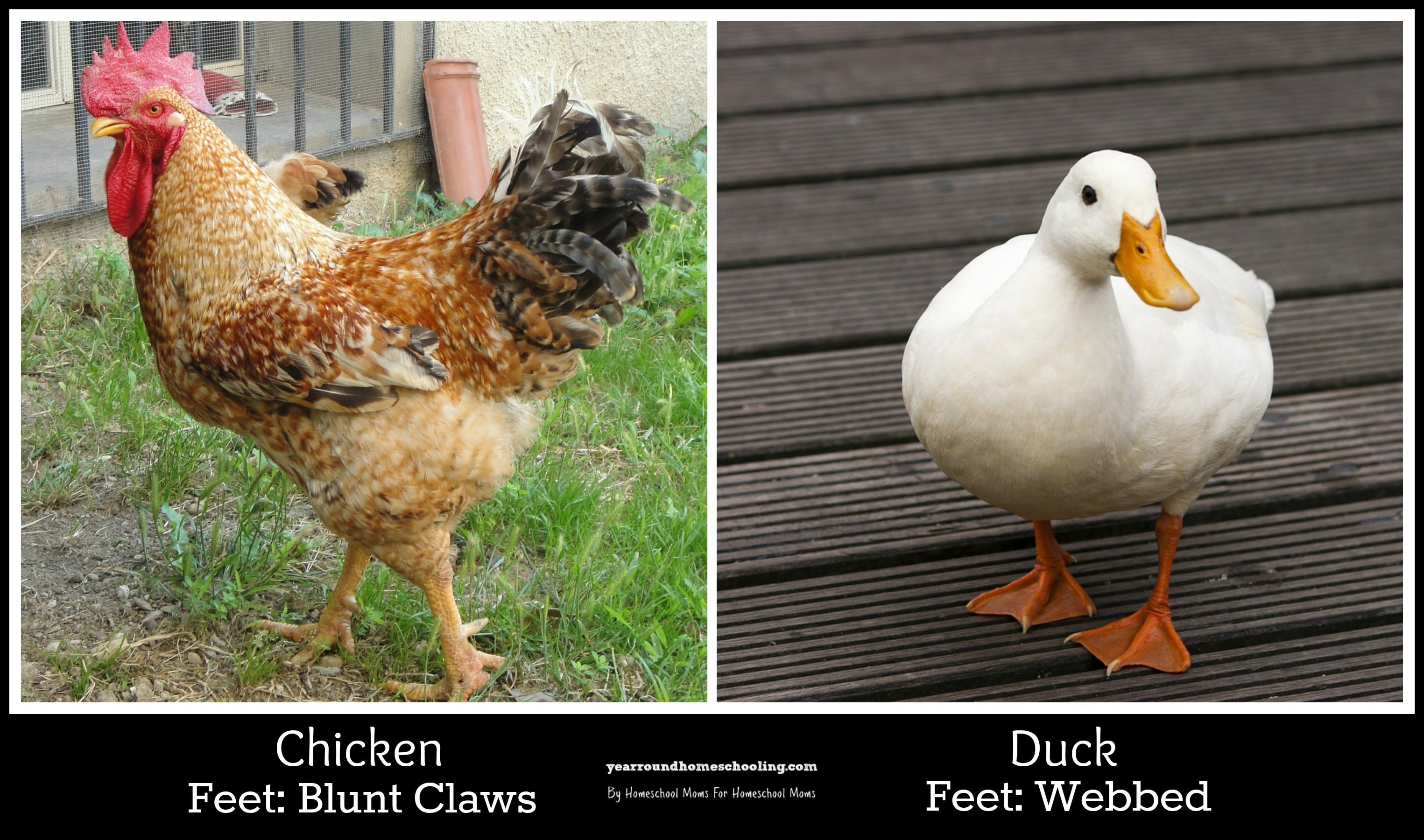 Chicken Versus Duck Feet - Year Round Homeschooling