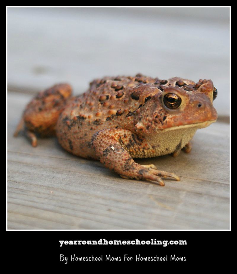 Toad - Year Round Homeschooling