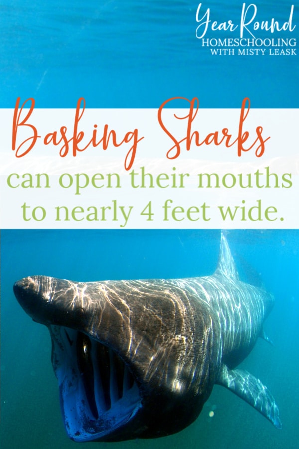 3rd-5th Grade Shark Learning Collection - Year Round Homeschooling